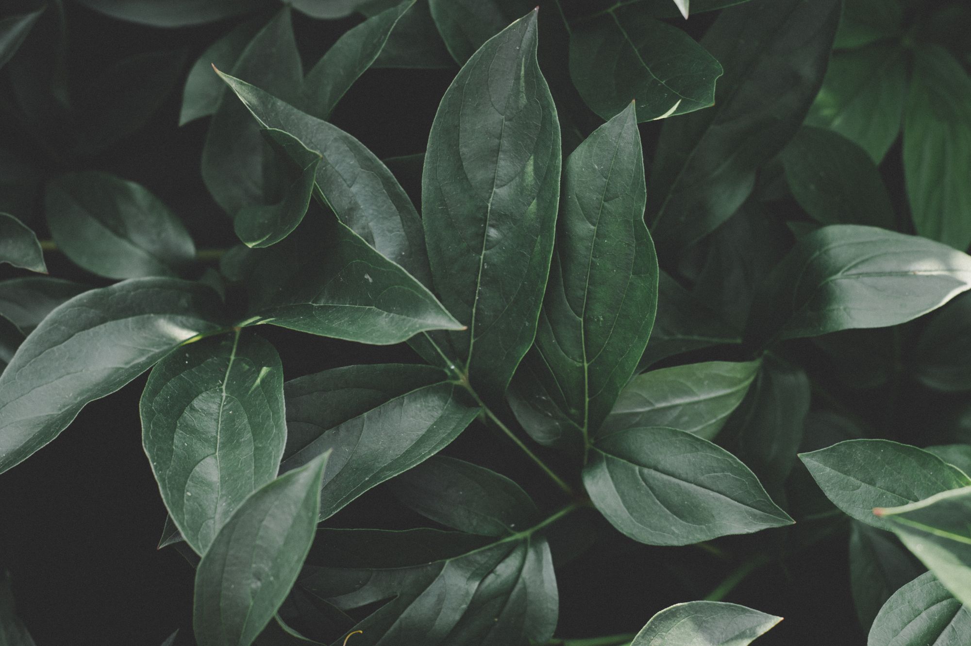 Content marketing: why you should create evergreen content - Calaméo Blog